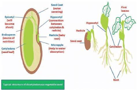 Different Stages Of Seed Development Download Scientific Diagram