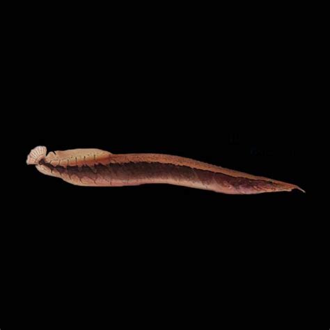 Borneo Python Eel