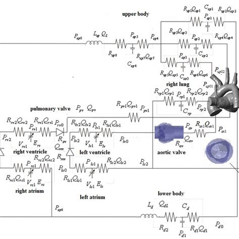 The Conceptual Scheme Of Systemic Circulation Download Scientific Diagram