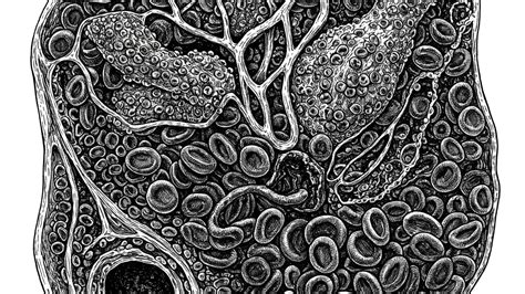 How Does Plasminogen Activator Inhibitor Pai Regulate Fibrinolysis