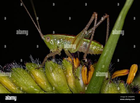 Lesser Meadow Katydid Nymph Of The Genus Conocephalus Stock Photo Alamy