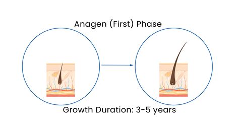 Hair Loss A Simple Way To Understand Why It Happen And How To Treat It
