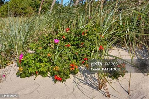 Rose Dune Stock Fotos Und Bilder Getty Images