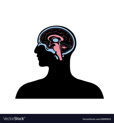 Brain Royalty Free Vector Image Vectorstock Brain Royalty Free Vector Image Vectorstock