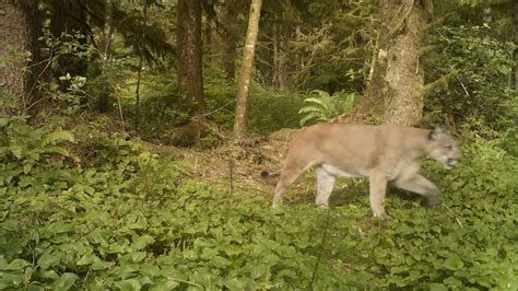 Cougar Calls Youtube