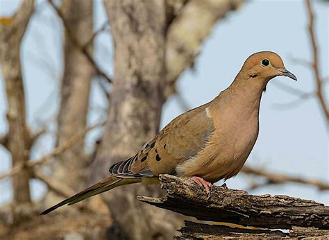 Mourning Dove Birdforum