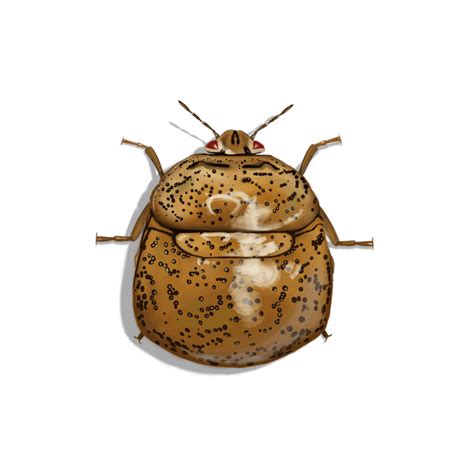 Kudzu Bug Megacopta Cribraria Identification