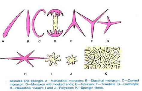 Spicules Of Sponges