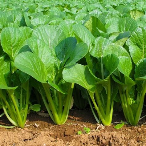 Mustasa Seed`s Mustard Fast Growing Hybrid Lazada Ph