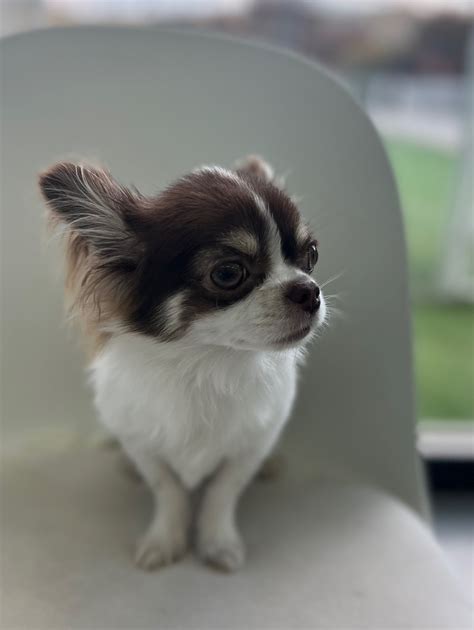 장모치와와 로로 강아지 책임분양♥ 입양완료 강아지입양 고양이입양 유기견입양센터 아이조아요양보호소