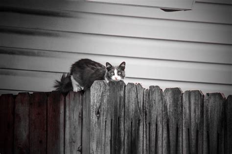 Peeping Tom By Pacific Wanderer On Deviantart Peeping Tom By Pacific Wanderer On Deviantart