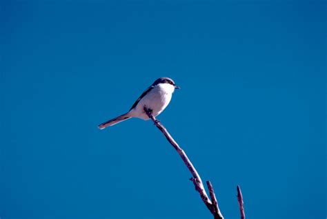 Loggerhead Shrike