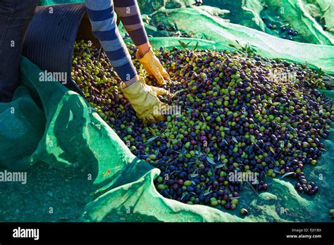 Olives Harvest Picking Hands With Gloves At Mediterranean Stock Photo Alamy