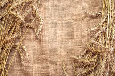 밀 귀 전체 보리 수확 밀 콩나물 밀 곡물 귀 또는 호밀 스파이크 식물 린넨 질감 또는 갈색 천연 유기농 배경 시리얼 빵 가루에
