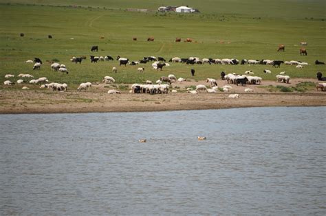 Малын хулгайн хэргийг шүүх хурал маргааш нээлттэй явагдана