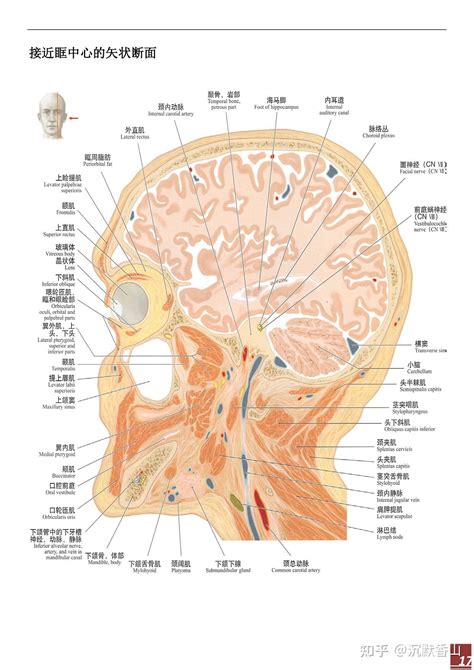 口腔颌面部断面解剖思维导图 知乎
