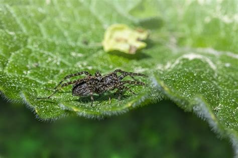 Spider Bug Insect Free Photo On Pixabay Pixabay