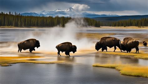 Yellowstone National Park Usa Discover Natures Wonder