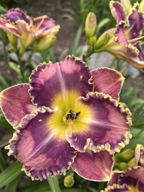 Precious Candy Artemesia Daylilies