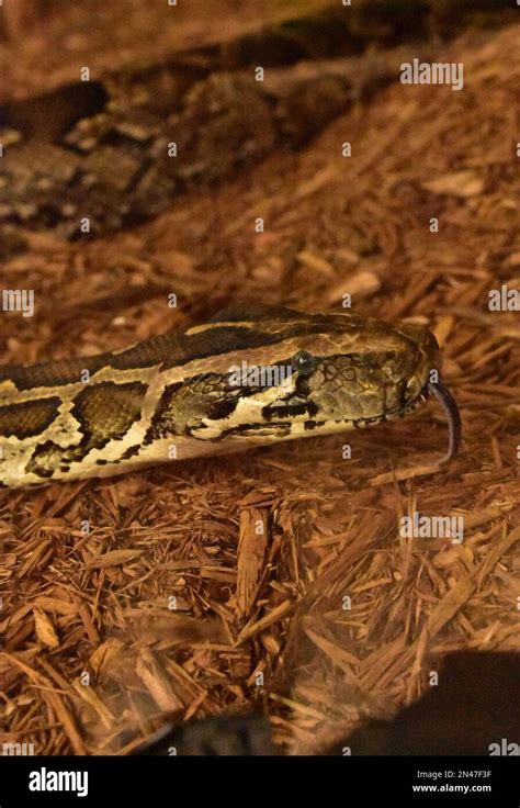 Head Of A Burmese Python Snake With Its Tongue Sticking Out Stock Photo Alamy
