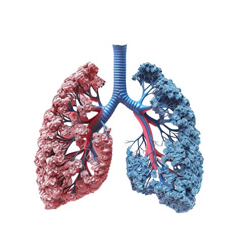 Alveolos Anatomia Pulmonar