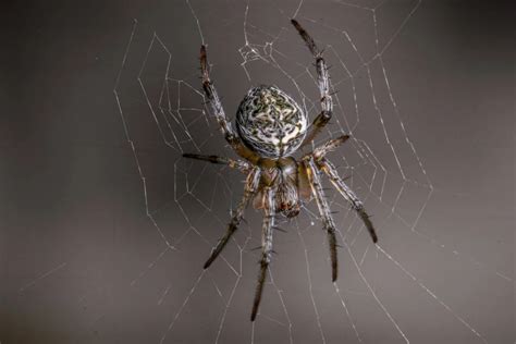 Missing Sector Orb Weaver Zygiella X Notata Facts Identifications