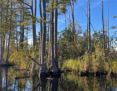 Okefenokee Adventures Folkston All You Need To Know Before You Go