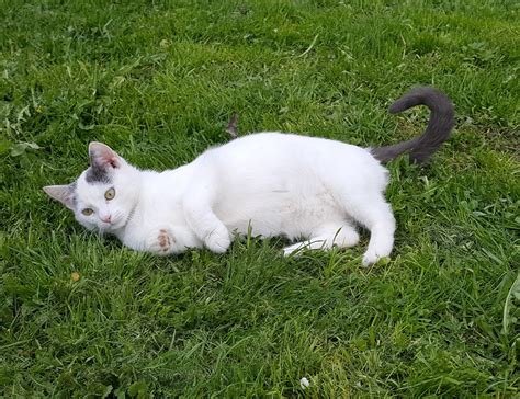 Belko Oz Túlavá Labka