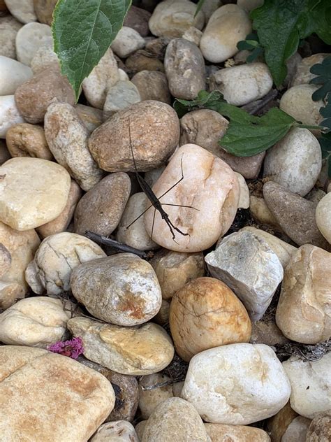 Skinny Black Bug R Whatsthisbug