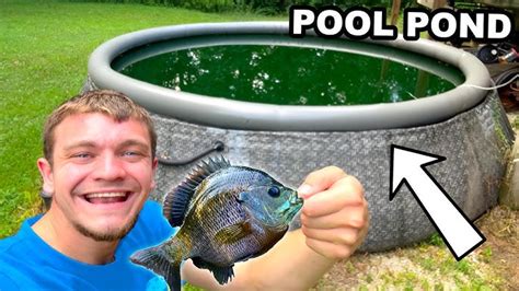 Raising Bluegill In A Pool
