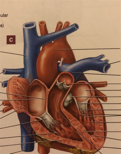 Cardiovascular Diagram Quizlet