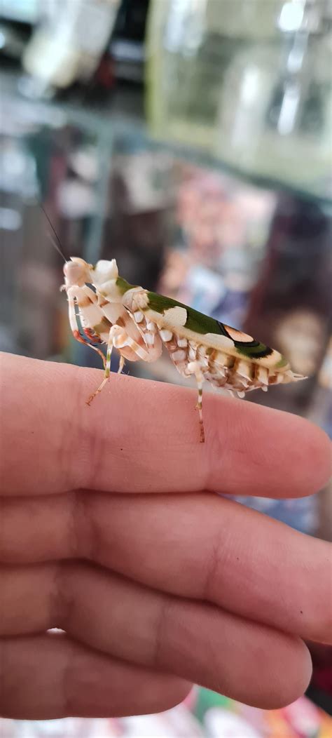 My Girl After Her Lunch Rinsects