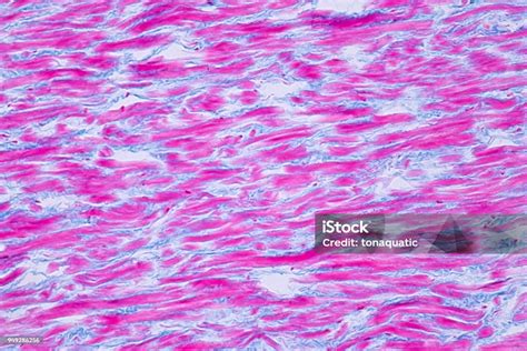 교육에 대 한 현미경 보기 아래 인간의 심장 근육의 조직학 건강관리와 의술에 대한 스톡 사진 및 기타 이미지 건강관리와 의술 건강한 생활방식 건축물 Istock
