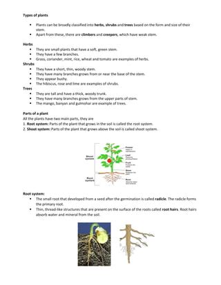 Leaf Structure And Function Worksheet 2 PDF Leaf Tissue