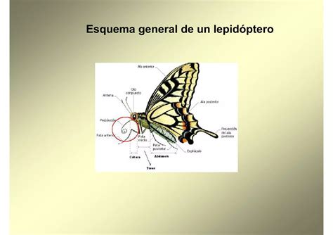 Orden Lepidoptera Pdf