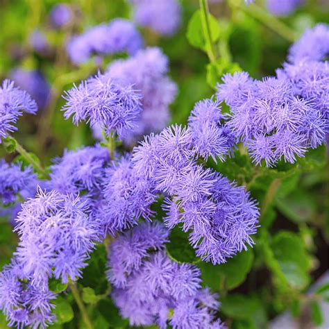 Blue Mink Dwarf Ageratum 100 Seeds Orchid Stuff Plus