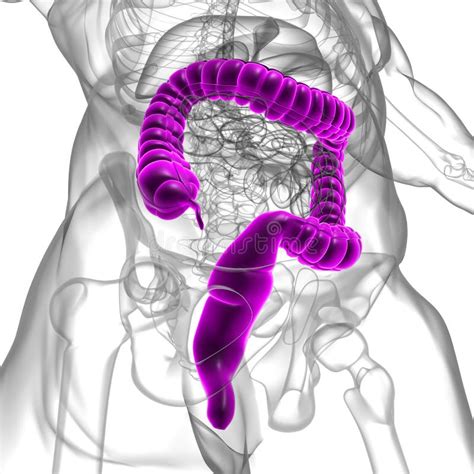 Large Intestine 3d Illustration Human Digestive System Anatomy Stock
