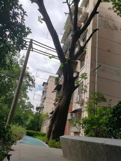 树枝压迫电缆，长宁绿建及时消除安全隐患——上海热线hot频道