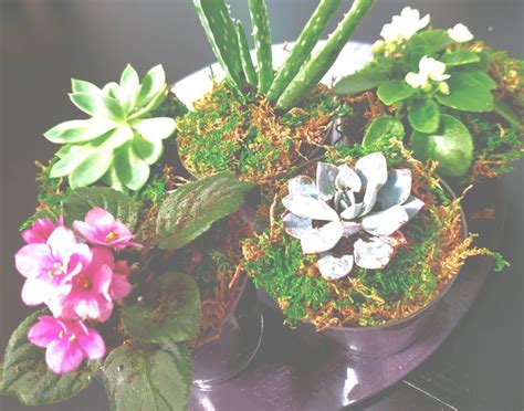 Rachels Biographical Information Rachel Pointer