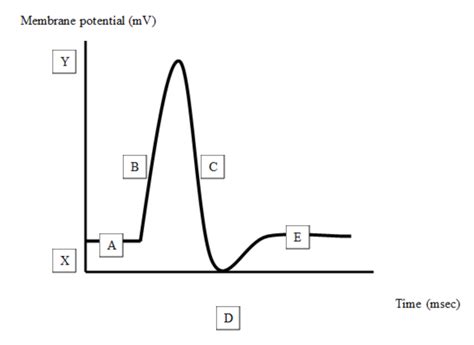 Diagram Of Membrane Potential Diagram Quizlet