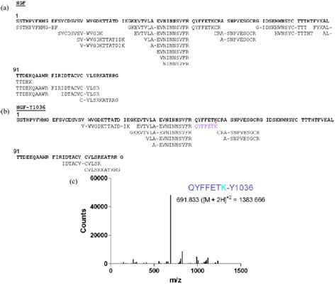 Proximity Cross Linking Of Y1036 Identifies Putative Docking Site S On Download Scientific
