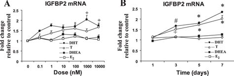 Igf Binding Protein Igfbp 2 Expression In 6s Primary Prostate Stromal