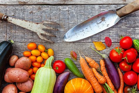 국가 스타일의 나무 배경에 구색 다른 신선한 유기농 야채와 원예 도구 지역 정원은 깨끗한 음식을 생산 가을에 대한 스톡 사진 및 기타 이미지 Istock