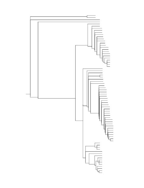 D Oxa 48 Like Phylogenetic Tree