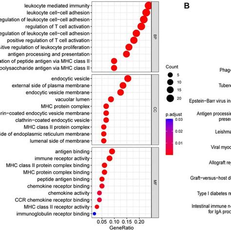 Functional Enrichment Analyses Of Common Degs A Bubble Plot Of Go