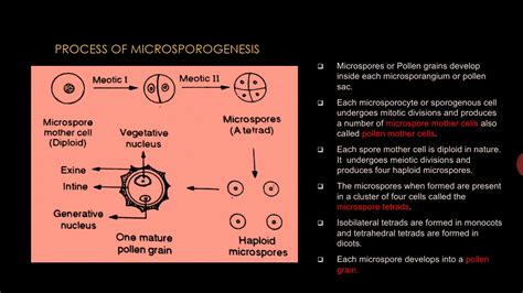Sexual Reproduction In Flowering Plants Microsporogenesis Youtube