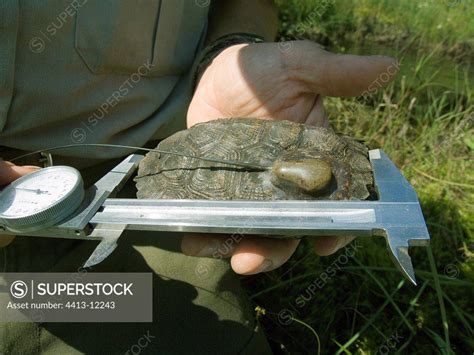 Biologist Measuring The Carapace Of Wood Turtles Superstock
