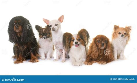 Groep Kleine Honden Stock Afbeelding Image Of Puppy