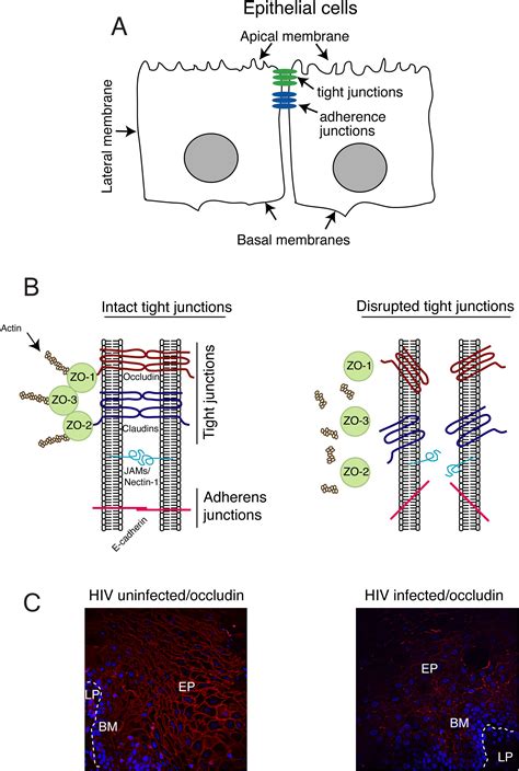 Frontiers Hiv 1 Tat Induced Disruption Of Epithelial Junctions And