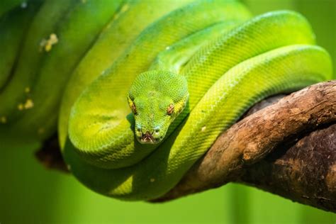 Premium Photo Green Tree Python